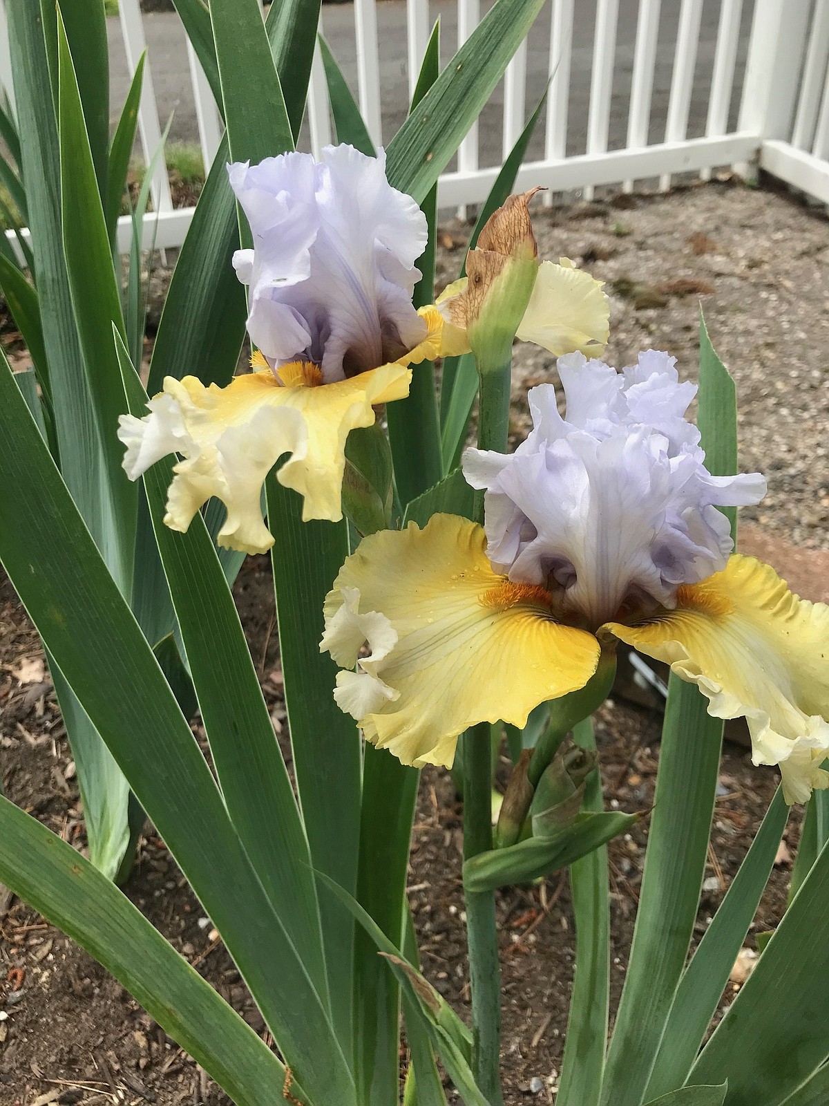 Annual iris sale set for Saturday at farmers market | Hot Springs ...