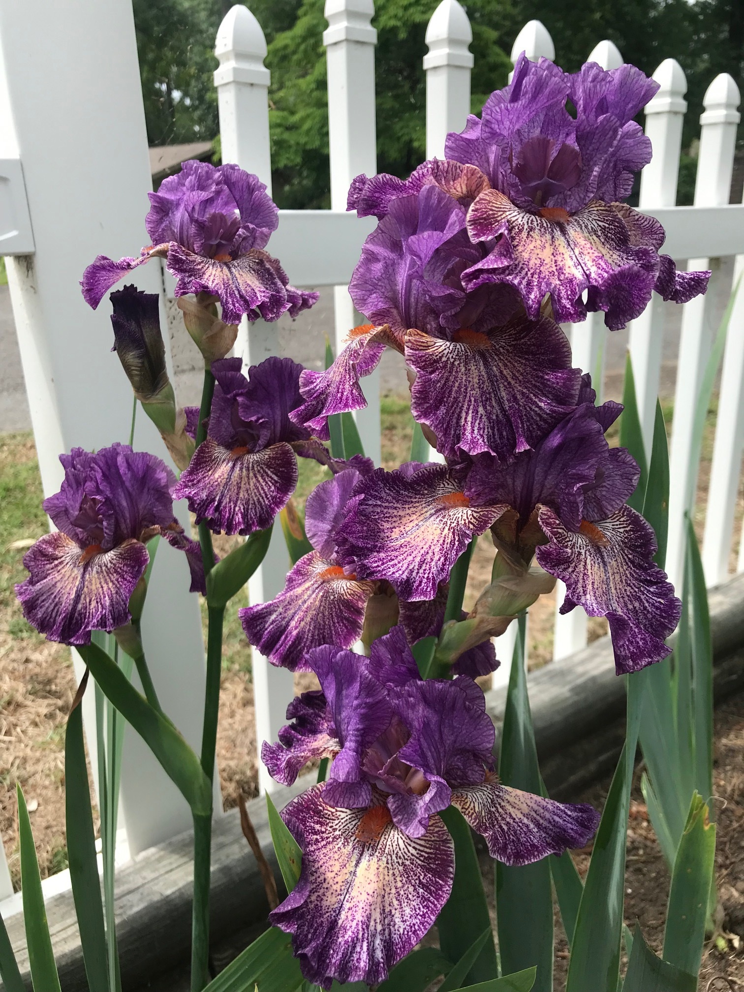 Annual iris sale set for Saturday at farmers market | Hot Springs ...