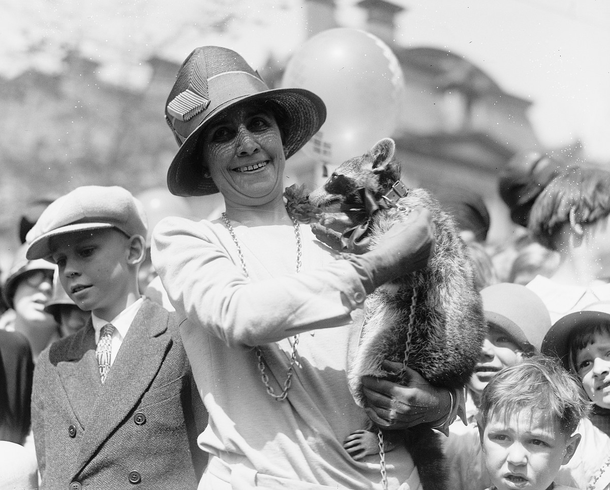 OLD NEWS: Rebecca, Raccoon of the White House, clawed her way into ...