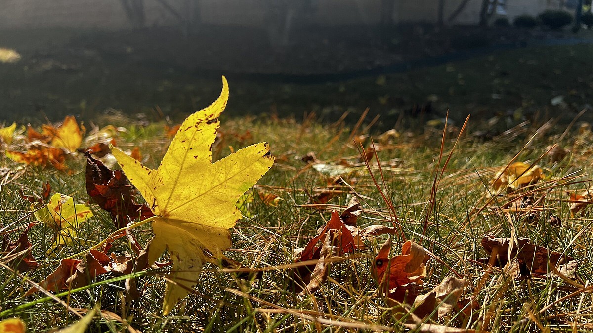Heat, dry conditions mean fewer fall colors | The Arkansas Democrat ...