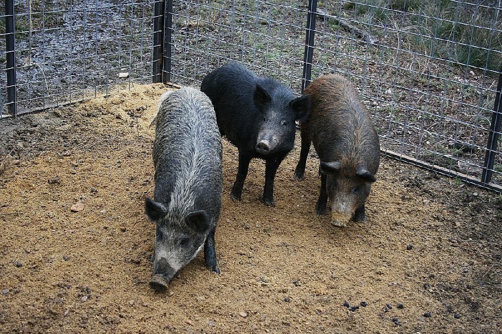 Feral hogs are dangerous pests | El Dorado News