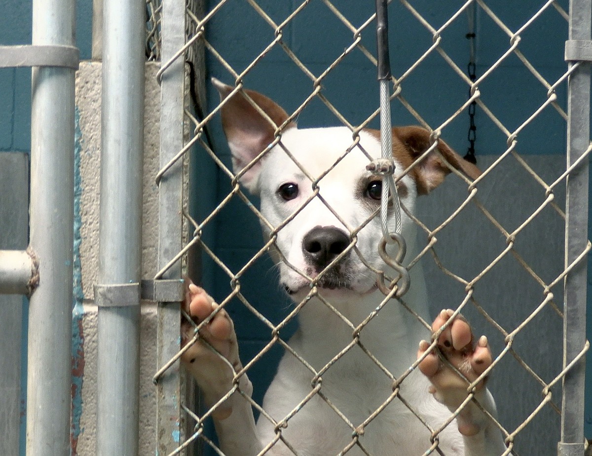 WATCH | Pet surrenders, dumping on the rise, Animal Services says | Hot ...