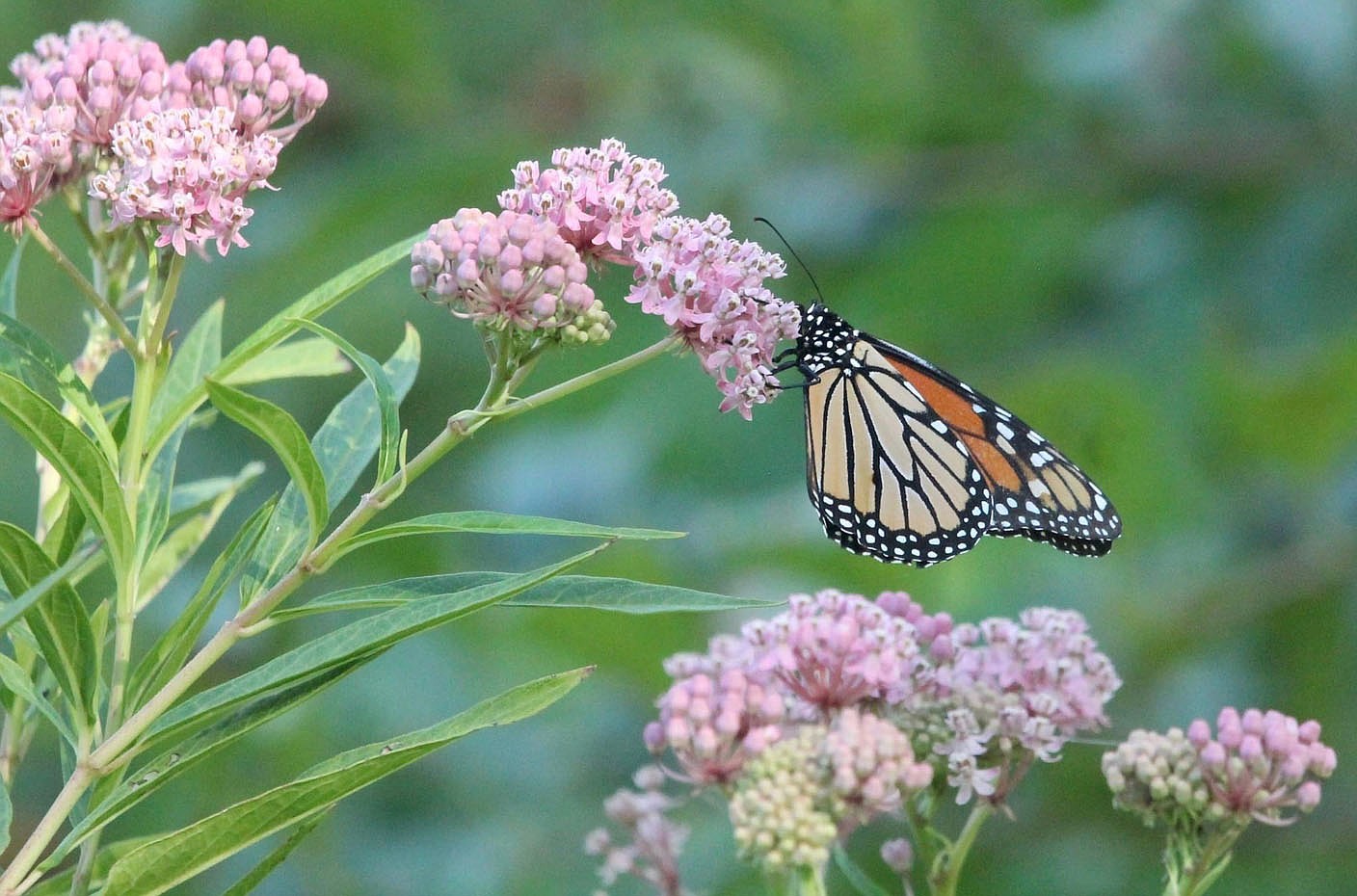 Monarch Butterfly at Eagle Watch Nature Trail | The McDonald County Press