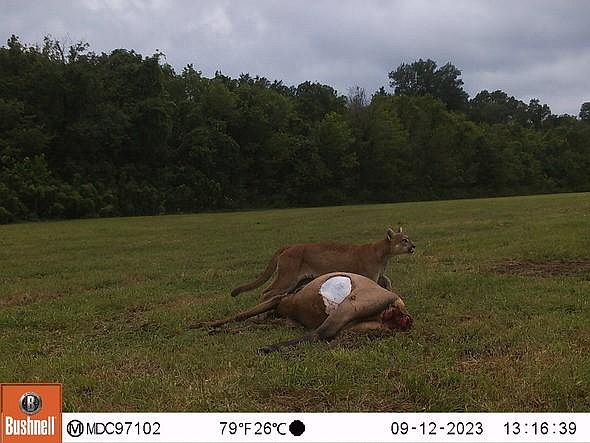 Missouri Department of Conservation confirms mountain lion sighting ...