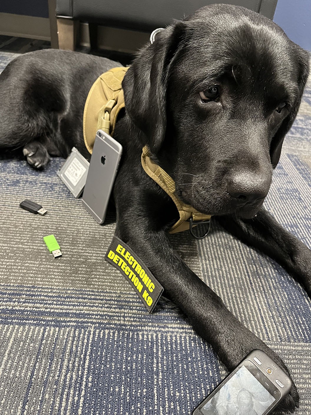 New dog at Benton County Sheriff’s Office digs up phones, not bones ...