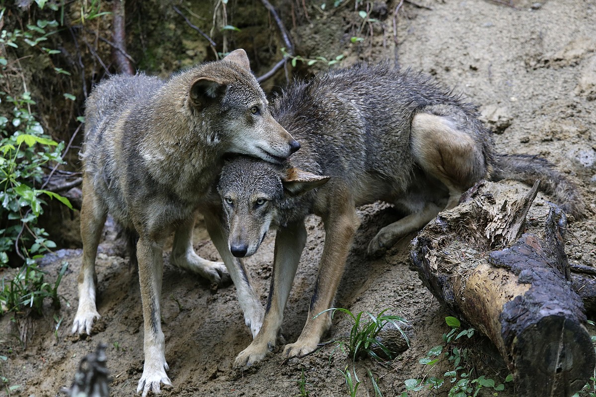 Saving the red wolf from dying out in wild seen as urgent | The ...
