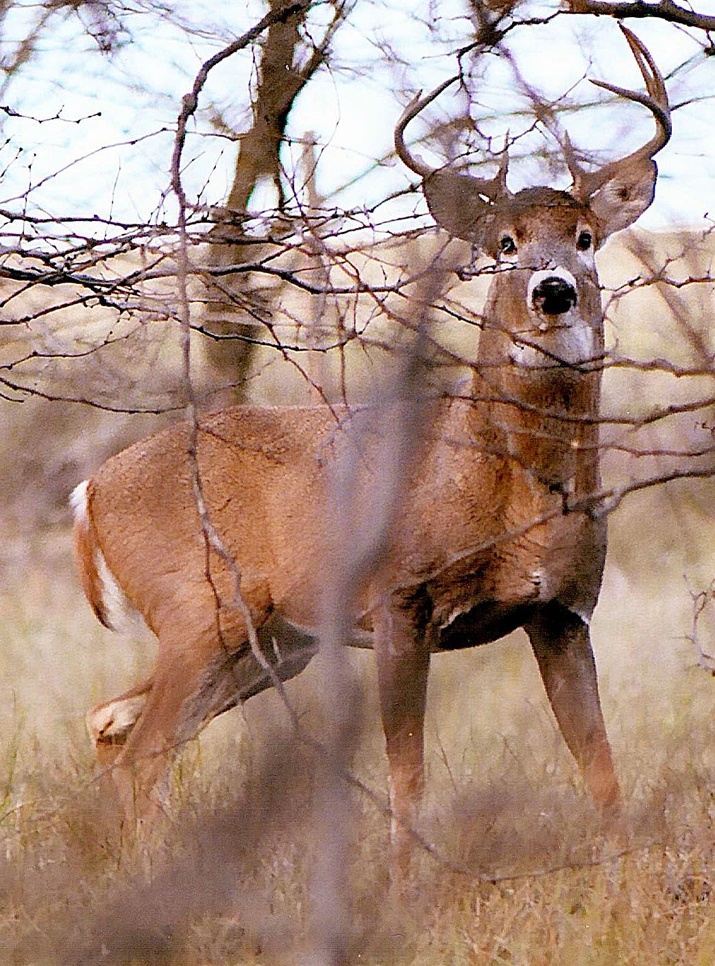 Changes reported in Missouri deer hunting regulations | The McDonald ...