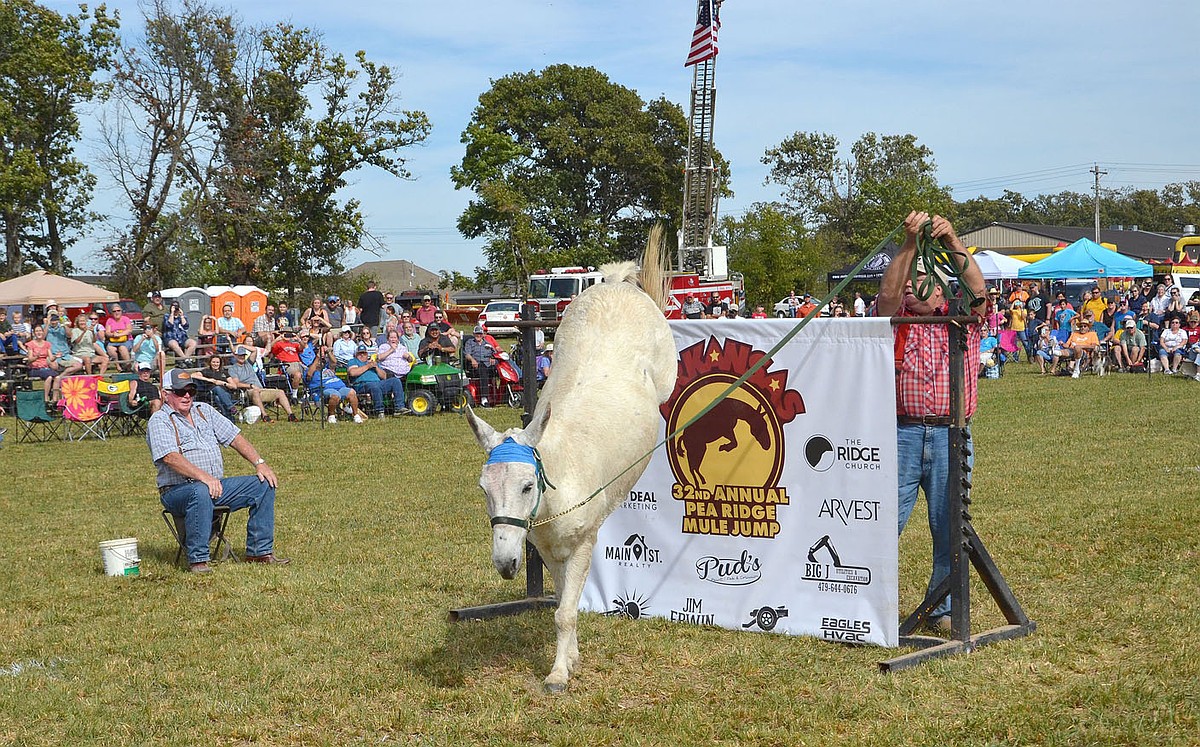 34th annual Pea Ridge Mule Jump | Pea Ridge Times
