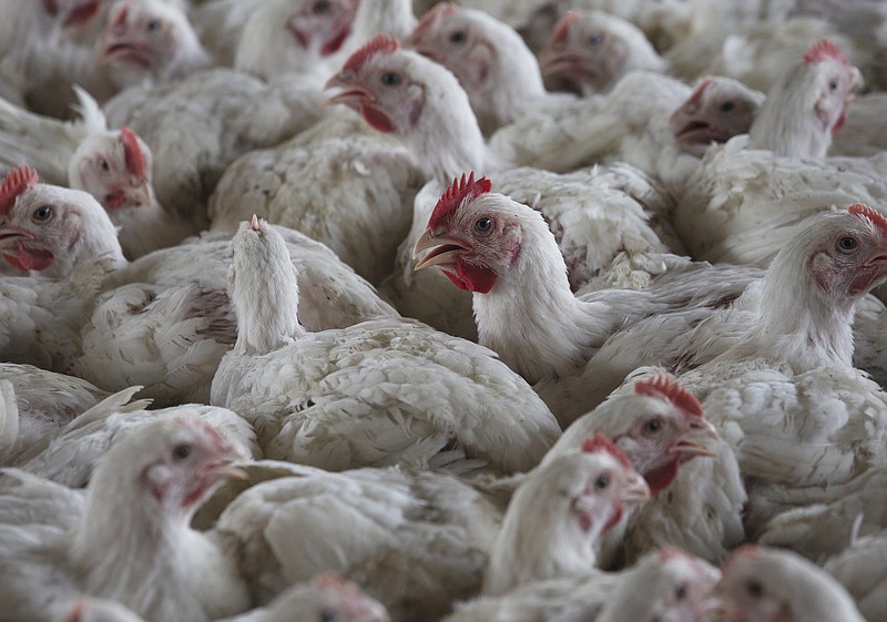South Africa culls 7.5 million chickens | The Arkansas Democrat-Gazette ...