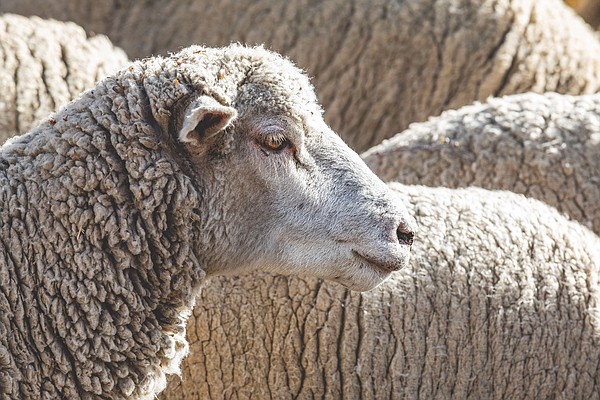 Division of Agriculture seeking information from Arkansas sheep and ...