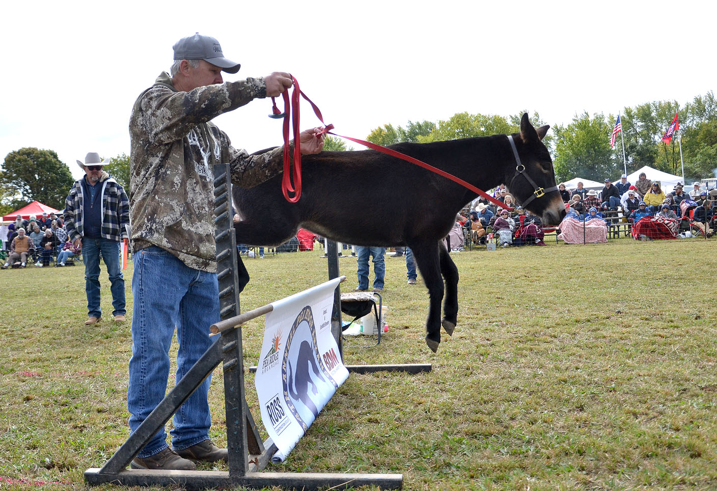 Small, medium, large mules jump, run, balk | Pea Ridge Times