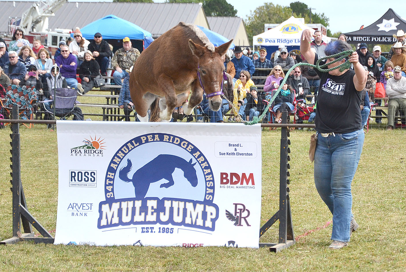 Small, medium, large mules jump, run, balk | Pea Ridge Times