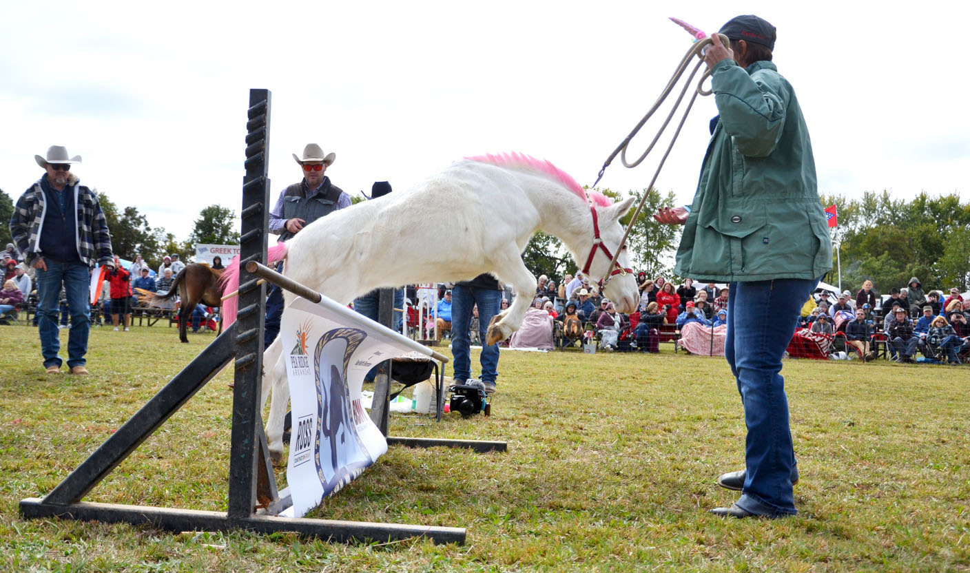 Small, medium, large mules jump, run, balk | Pea Ridge Times