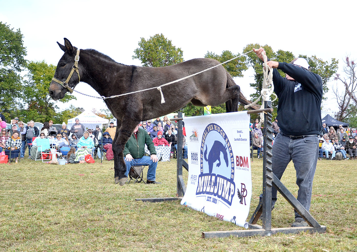 Small, medium, large mules jump, run, balk | Pea Ridge Times