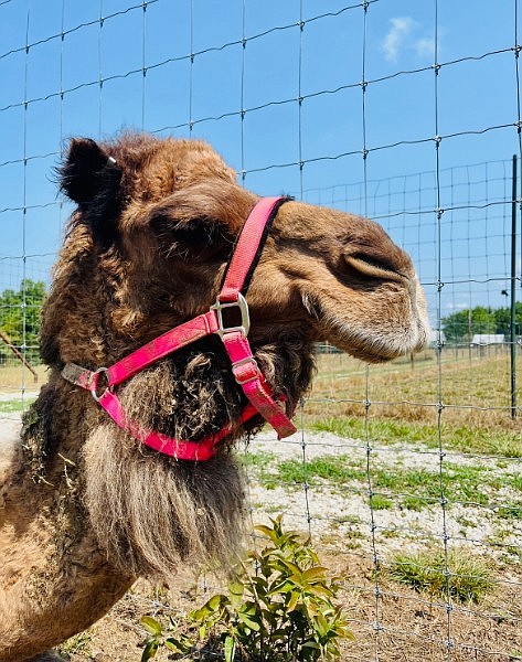 Holts Summit zoo gearing up for winter season events | Fulton Sun