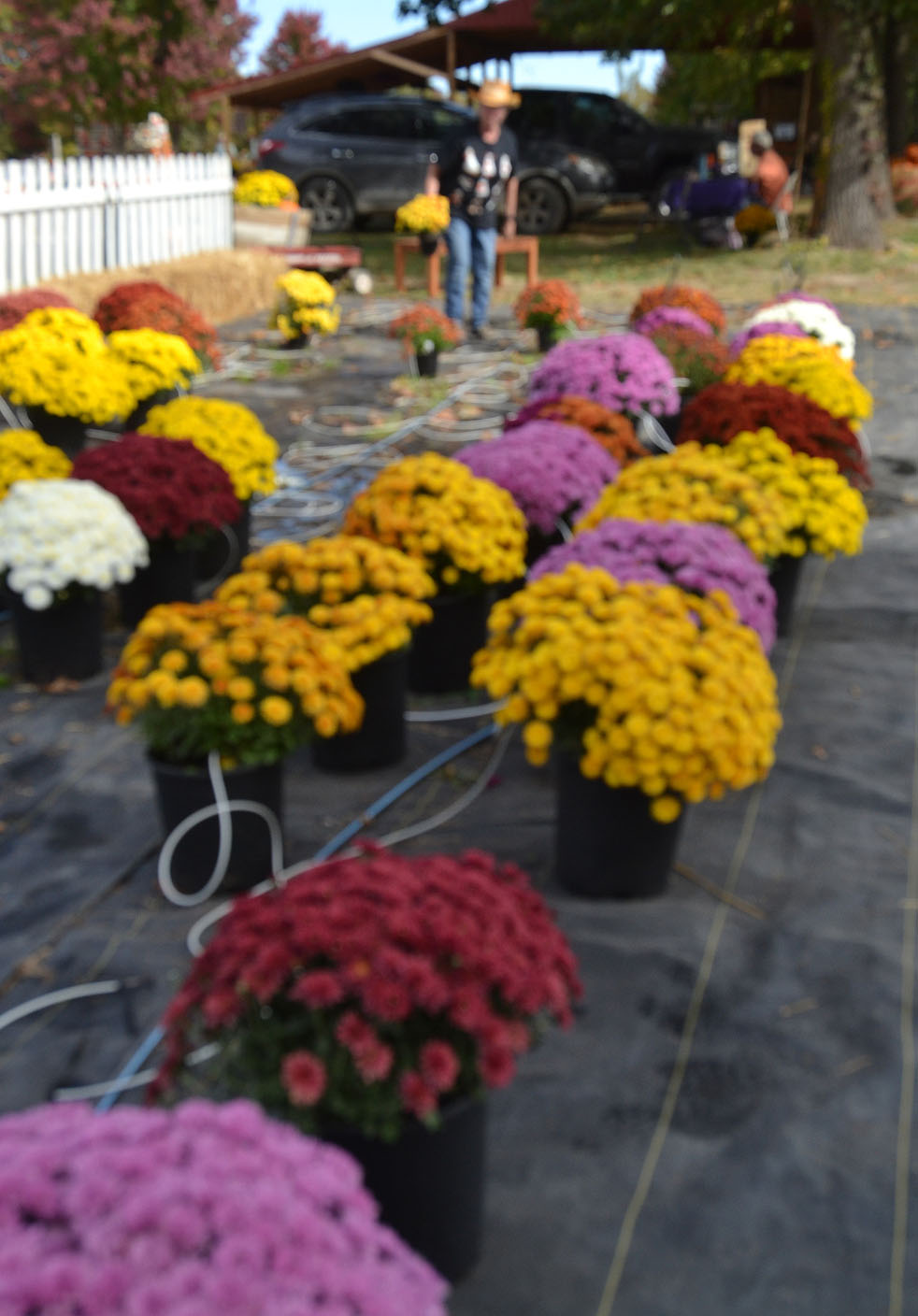 Pumpkins, fun, food and mums available at McGarrah’s | Pea Ridge Times