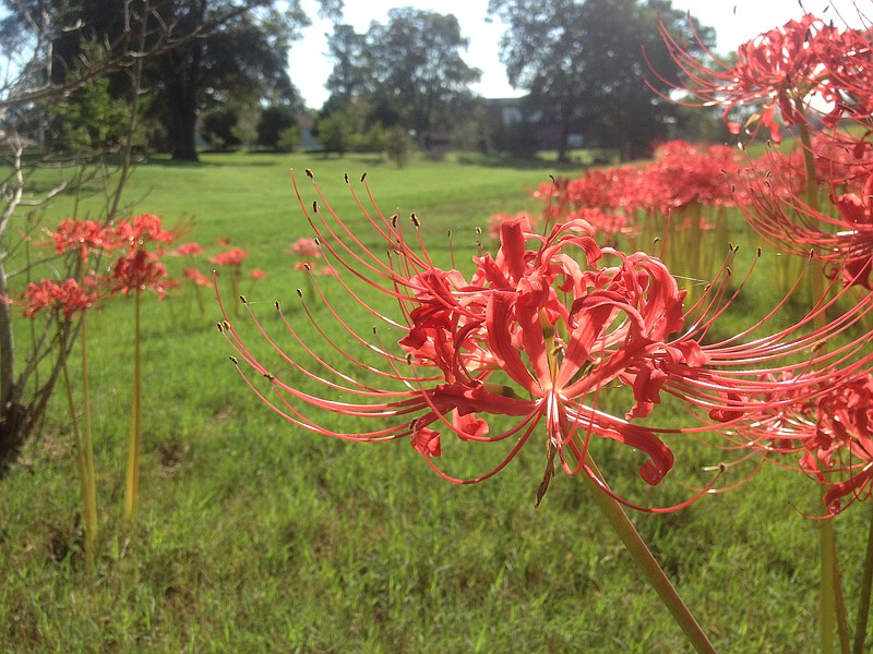 IN THE GARDEN: No-show red surprise lilies likely to grow foliage this ...