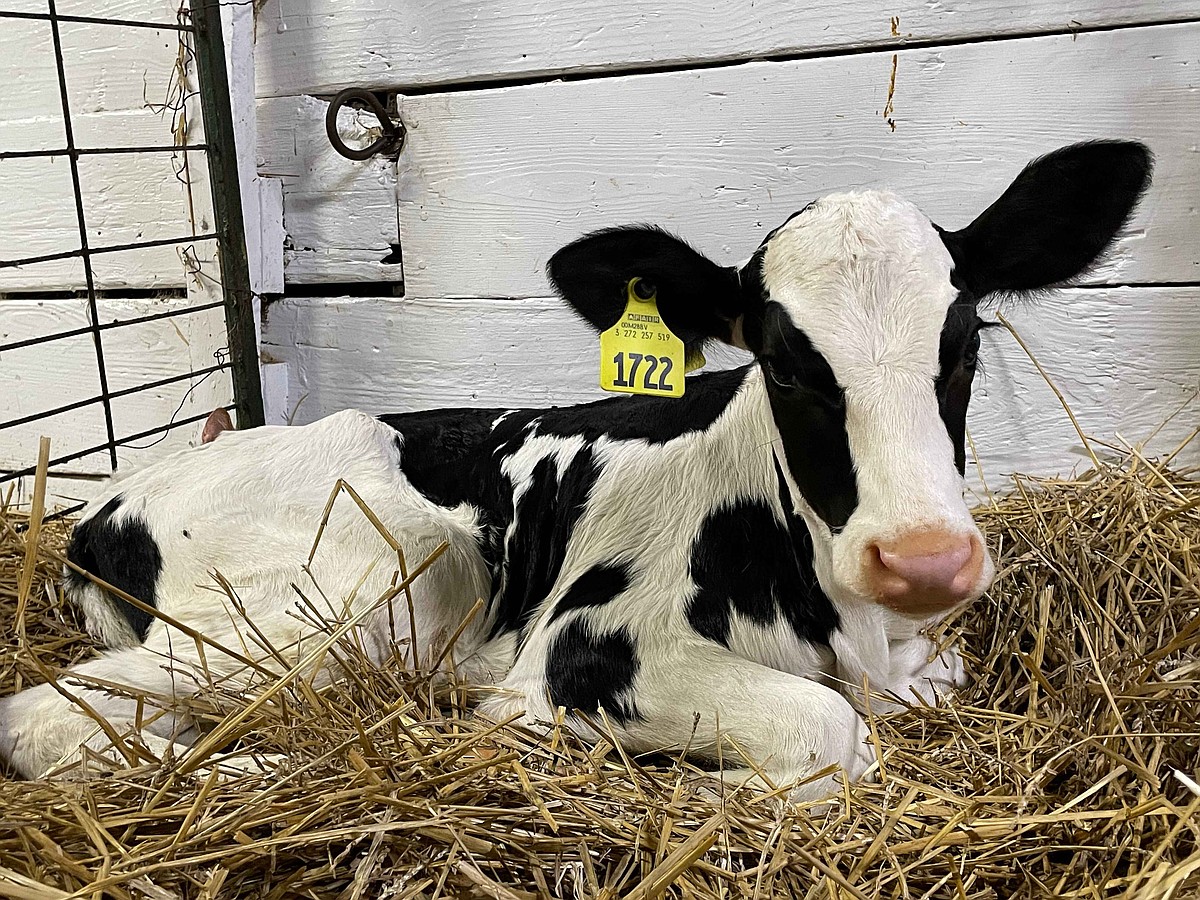 WATCH | Adopt-a-calf: LH kindergarten students host gender reveal | Hot ...