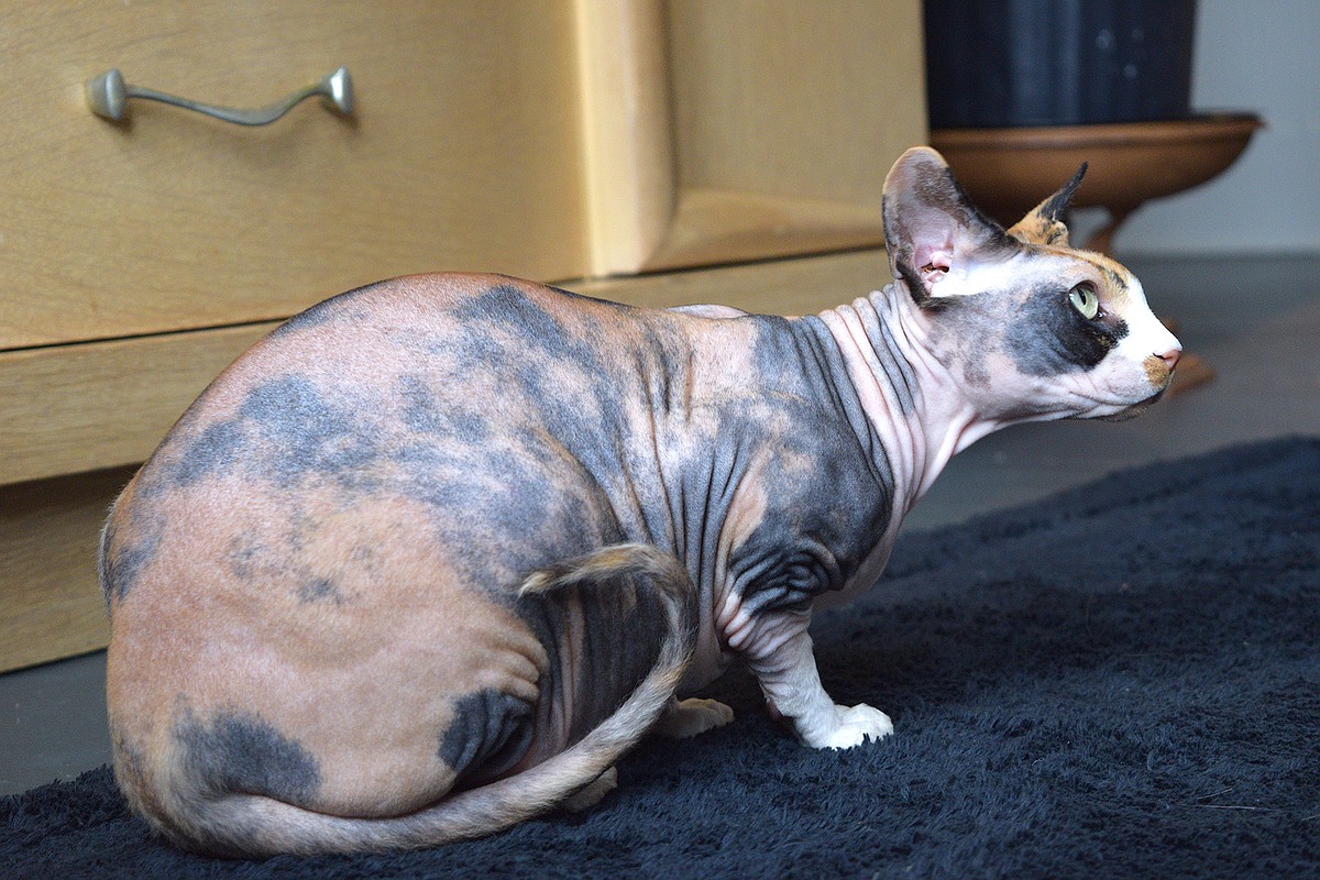 WATCH | Tail Tales: Hairless cat becomes family’s best furless friend ...