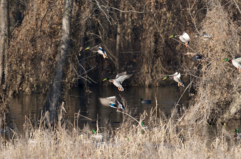 November is the month for hunting the Midwest | Fulton Sun