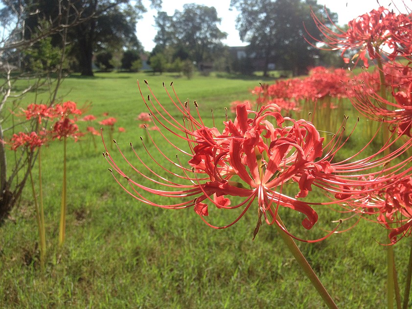 In the garden: Surprising lilies, invasive weeds, tall asters | El ...