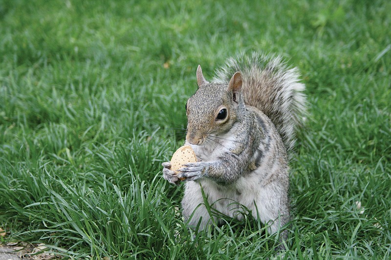 Squirrel causes massive power outage in north Texarkana | Texarkana Gazette Squirrel causes massive power outage in north Texarkana | Texarkana Gazette