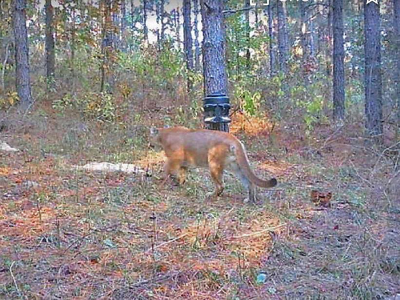Arkansas Game and Fish Commission confirms cougar sighting near Amity ...