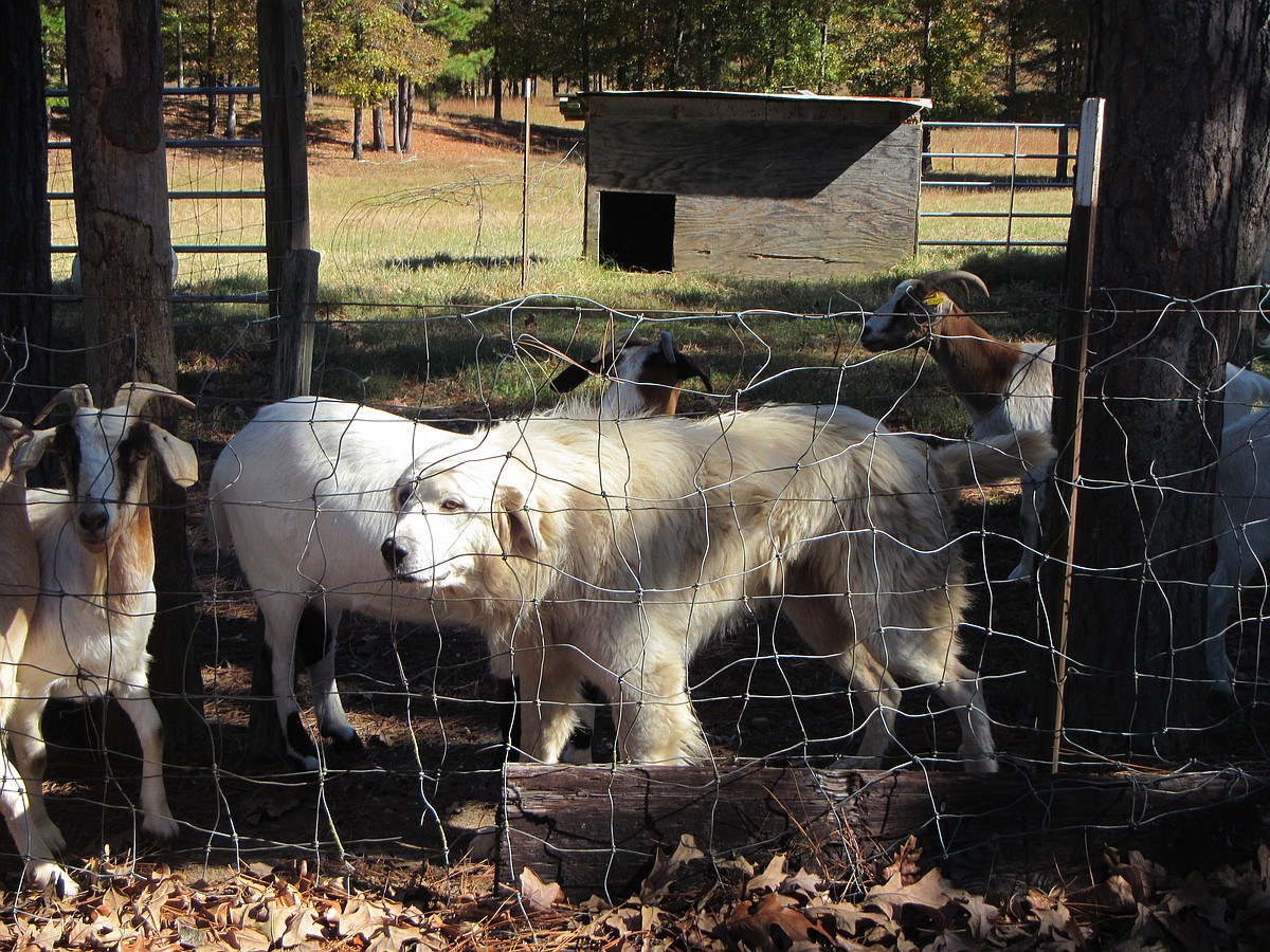 Controlling livestock predators not easy | Hot Springs Sentinel Record