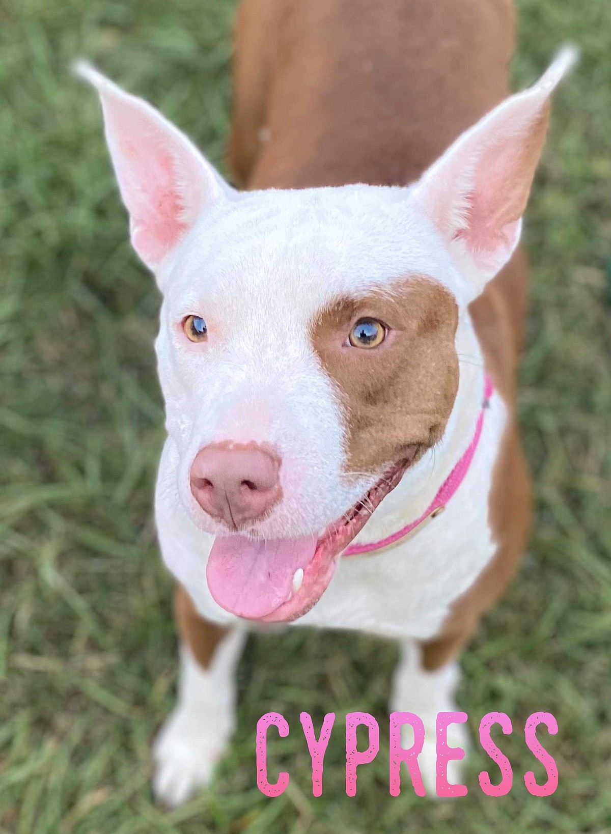 Up for adoption at UCAPS: Cypress | El Dorado News