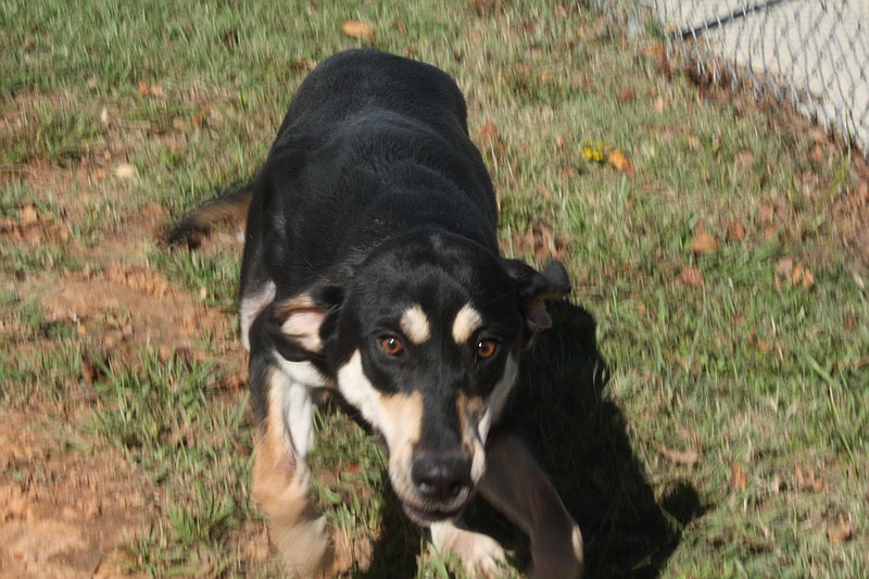 PET OF THE WEEK | Leonard | Texarkana Gazette