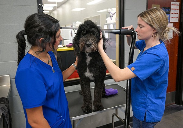 Har-Ber High School students brush up on dog grooming skills in classes ...