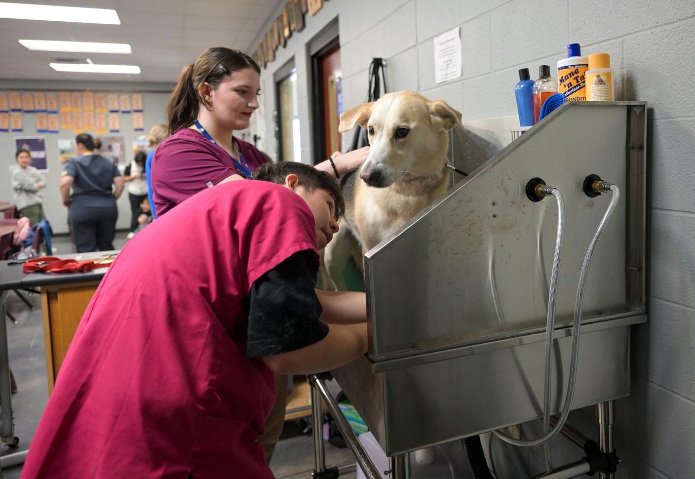 Har-Ber High School students brush up on dog grooming skills in classes ...