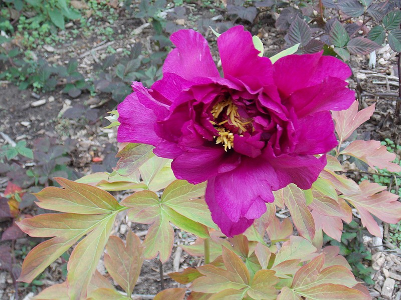 In the garden: Late bloomers, growing oaks, species debate | El Dorado News