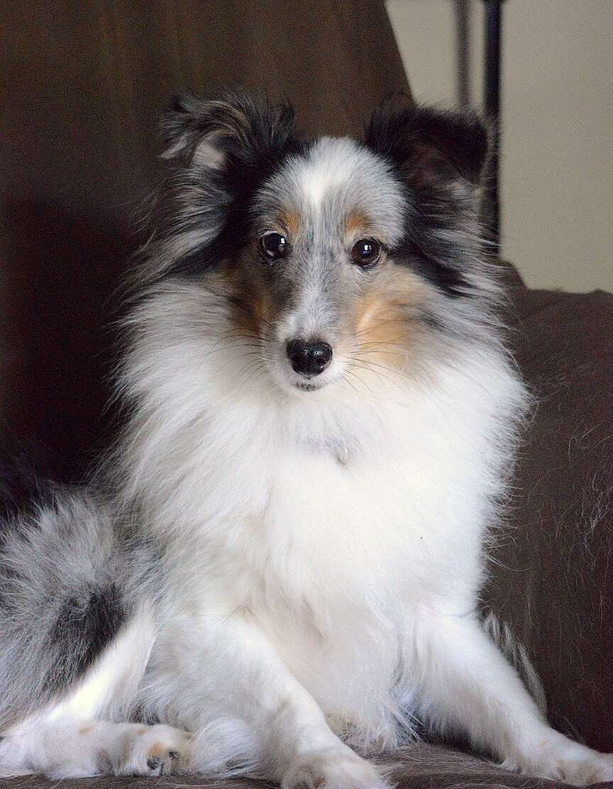 WATCH | Tail Tales: Skittish Sheltie rescued from puppy mill | Hot ...
