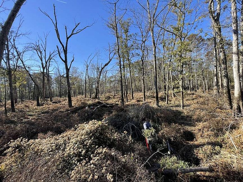 New trees planted to aid waterfowl habitat at Hurricane Lake | The ...