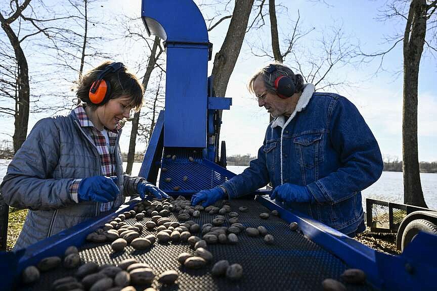 Local pecan farmers finish harvest | The Arkansas Democrat-Gazette ...