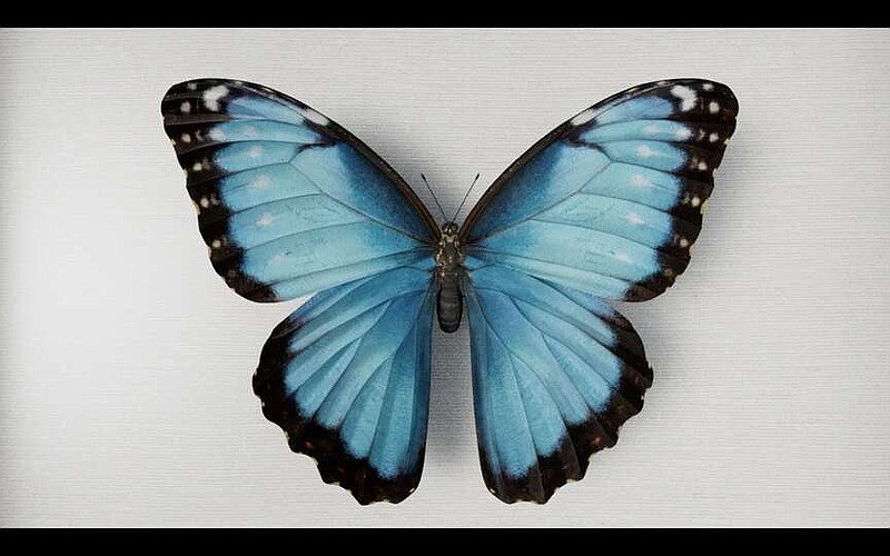 Artists share ‘monuments’ to Amazon in Momentary exhibit | Northwest ...