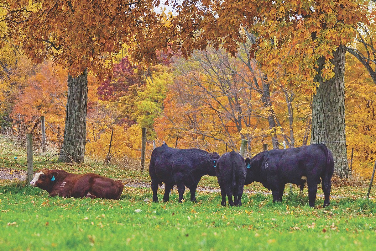 Drought tightens cattle production | Hot Springs Sentinel Record