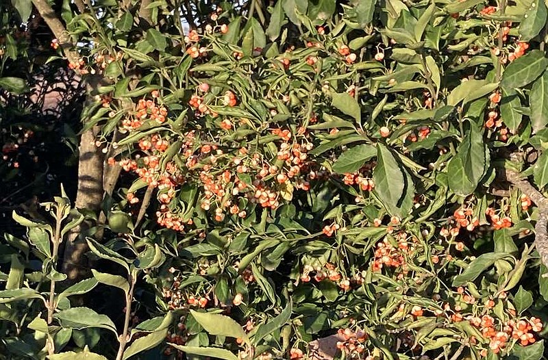 IN THE GARDEN: Evergreen shrub loaded with berries — Manhattan Euonymus ...