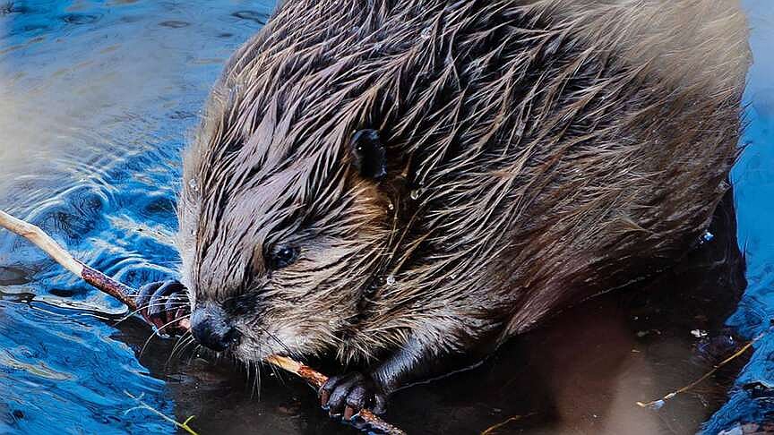 It’s been 75 years since Idaho parachuted beavers into backcountry ...