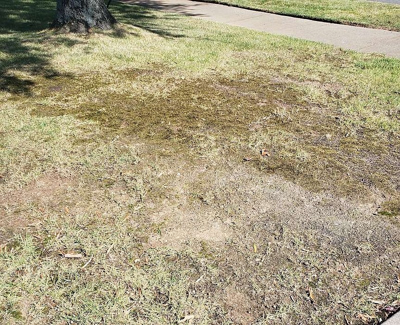 IN THE GARDEN: Weak lawns can be a host for opportunistic moss and ...