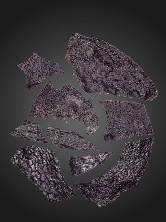 Ancient skin sample is oldest ever | The Arkansas Democrat-Gazette ...