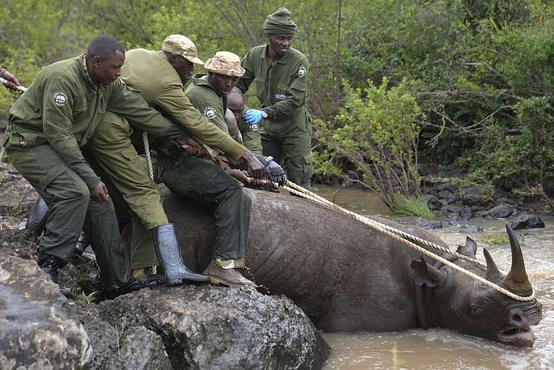 Kenya embarks on its biggest rhino relocation project | Jefferson City ...