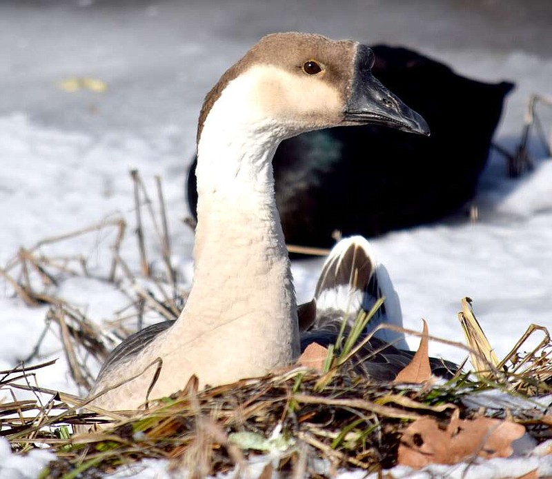 Subfreezing temperatures ice over Crystal Lake | Westside Eagle Observer