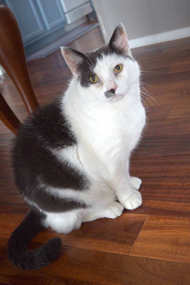 WATCH | Tail Tales: Cat trio live comfortable life at the Lopez ...