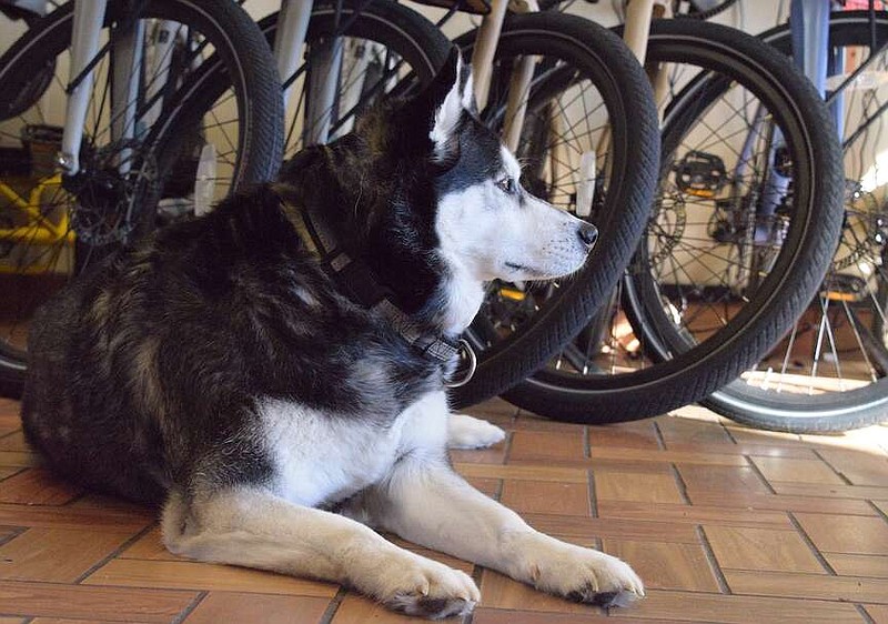 Tail Tales: Siberian husky was ‘serendipitous find’ for bike shop owner ...
