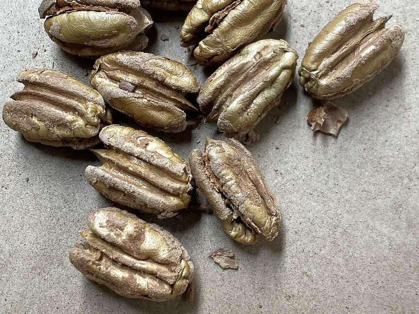 IN THE GARDEN: Fuzzy pecans can indicate water stress | The Arkansas ...