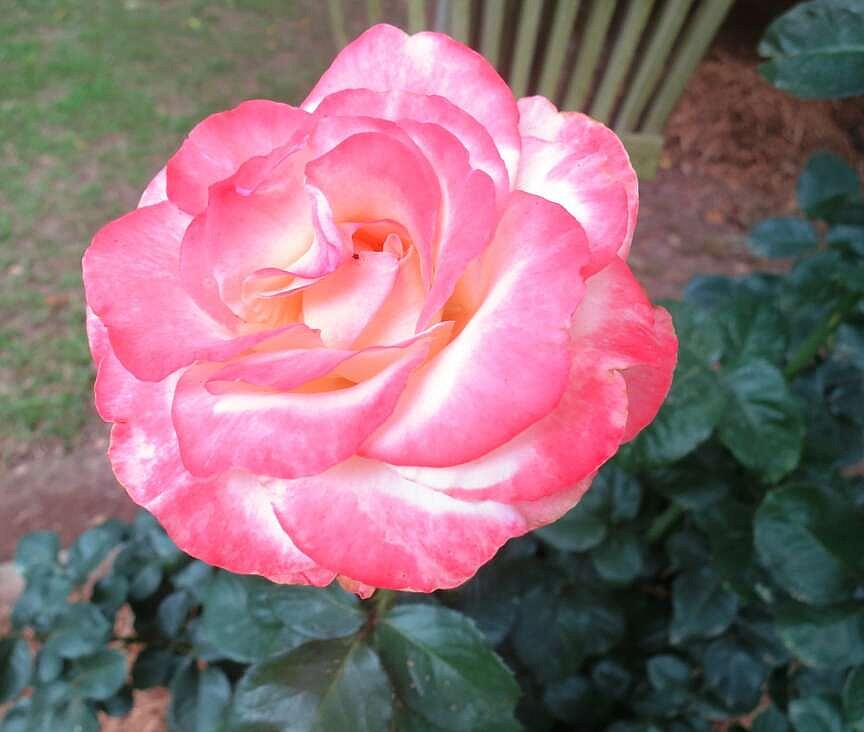 Now is the time to trim back roses | Northwest Arkansas Democrat-Gazette