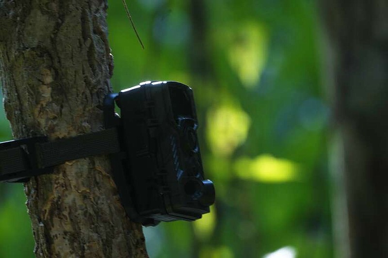 Cambodia to install hundreds of wildlife cameras in an effort to restore its tiger population ...