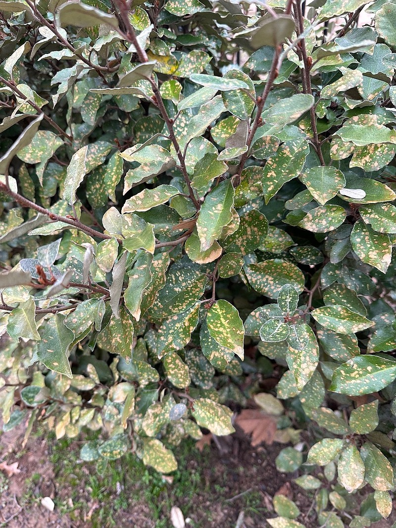In the garden | El Dorado News